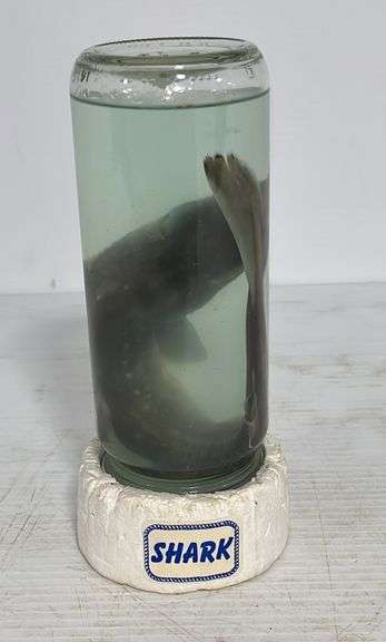 Wet Specimen baby dogfish shark preserved bottle, 7 1/2"H - Albrecht ...
