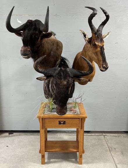 Red Hartebeest, Black Wildebeest, and Blue Wild Beast african mounts ...