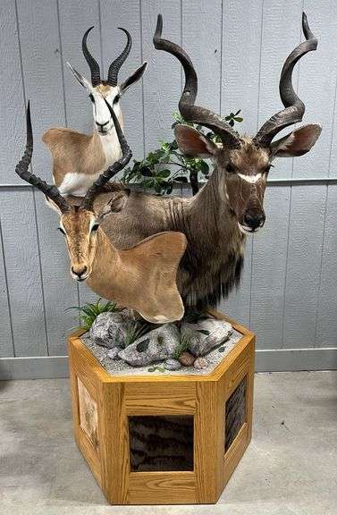 Kudu, Impala, and Cope Springbok Africa mounts, 78"H, very good - Albrecht Auction Service