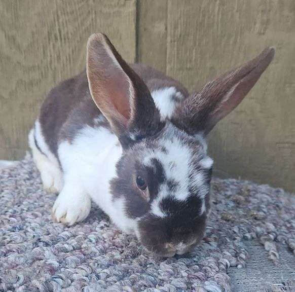 Broken chocolate doe, pedigree standard Rex, DOB 10/16/2024 - Albrecht ...