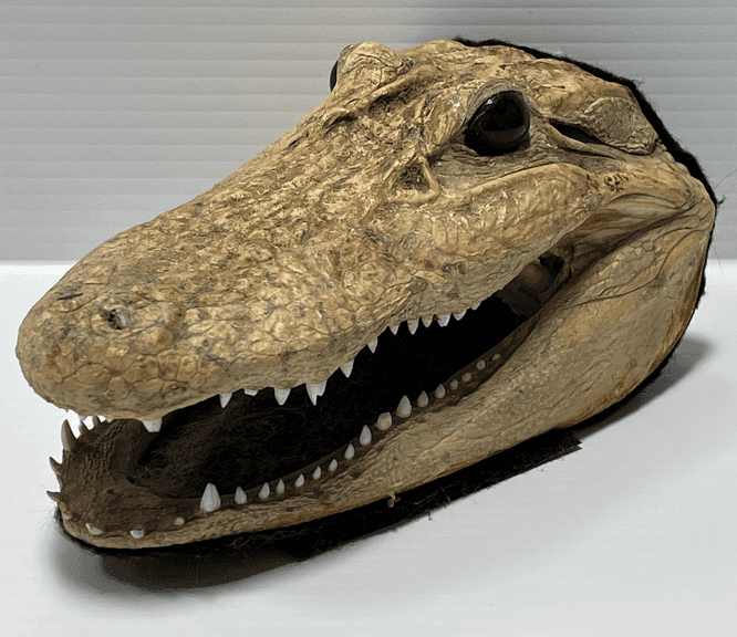 Taxidermy Alligator Head, teeth/glass eyes, 4 1/4"W x 7 3/4"L x 3 1/2"H ...