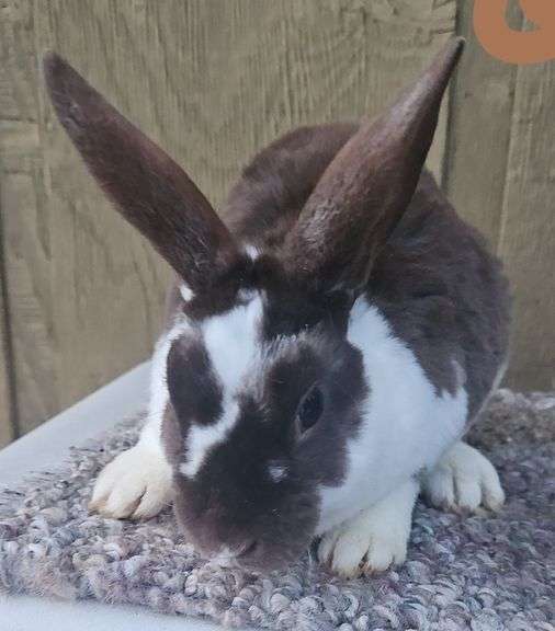 Broken chocolate doe, pedigree standard Rex, DOB 10/16/2024 - Albrecht ...