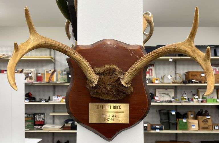 6-Point Deer Antlers on a Plaque - Albrecht Auction Service