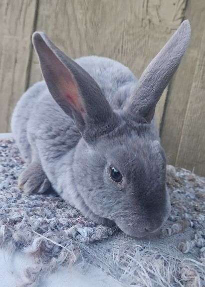 Lilac buck, pedigree standard Rex, DOB 10/16/2024 - Albrecht Auction ...