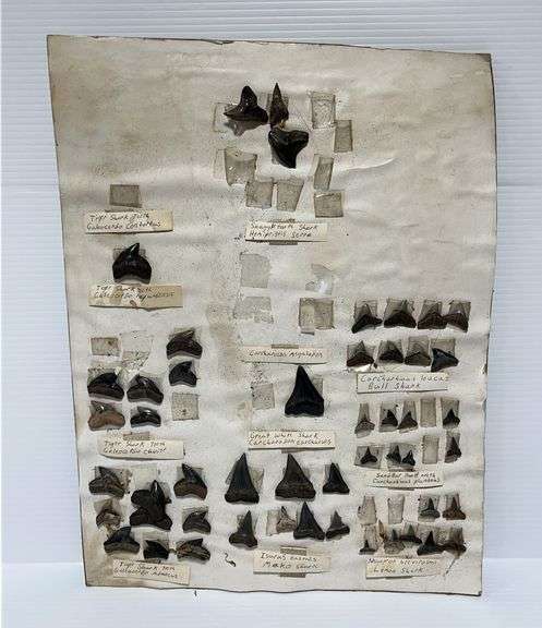 (50) Fossilized shark teeth, include: Great White, Mako, Lemon Shark ...