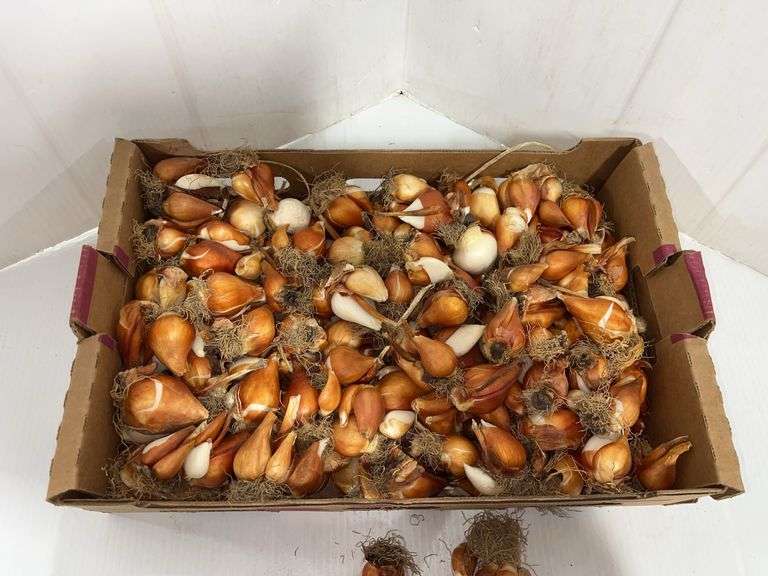 Over (50) Tulip bulb clusters, from fall 2024 first planting, first ...