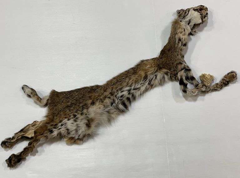 Tanned bobcat from licensed taxidermist, 35"L - Albrecht Auction Service