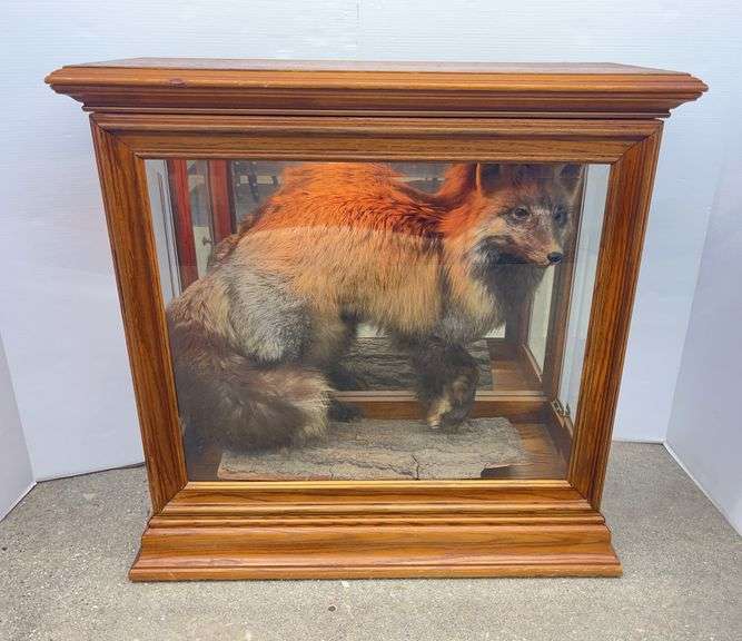 Arctic Fox Mount in Light Up Showcase, TN398 - Albrecht Auction Service