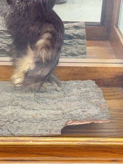 Arctic Fox Mount in Light Up Showcase, TN398 - Albrecht Auction Service