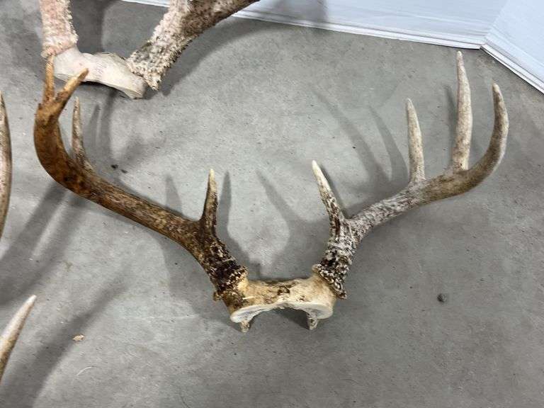 (5) Whitetail deer racks, Three-8-points, One-9-point, and One-7-point ...