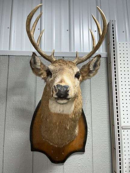 8-Point whitetail buck head mount, 14 1/2" spread - Albrecht Auction ...