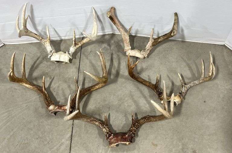 (5) Whitetail deer racks, Three-8-points, One-9-point, and One-7-point ...