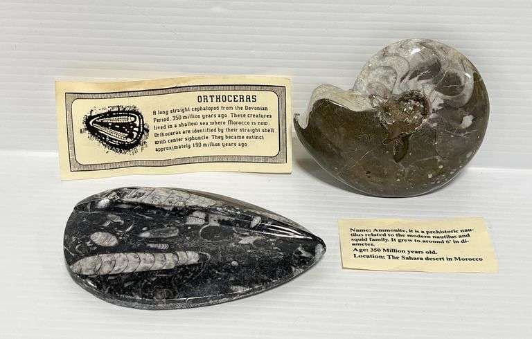 Large piece of ammonite and orthoceras with information cards, 5" x 3 ...