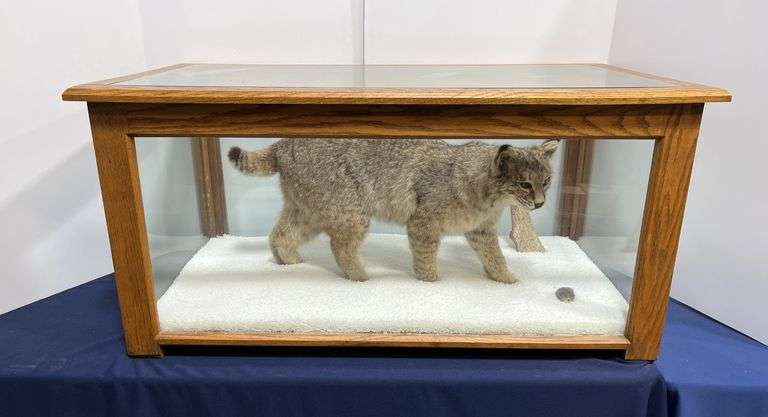 Bobcat mount in glass display, approx. 40"W x 23"D x20"H, display ...