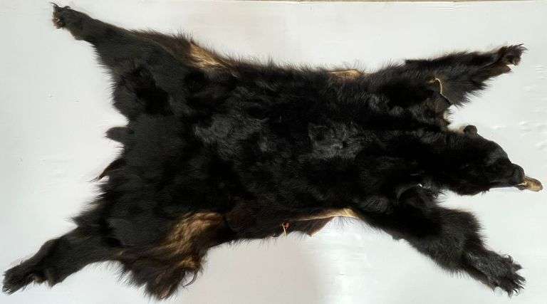Tanned bear hide, approx. 6'L, good - Albrecht Auction Service