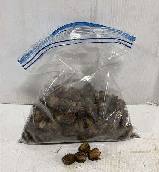 Caster bean seed, harvested last fall, grows tall with large leaves ...