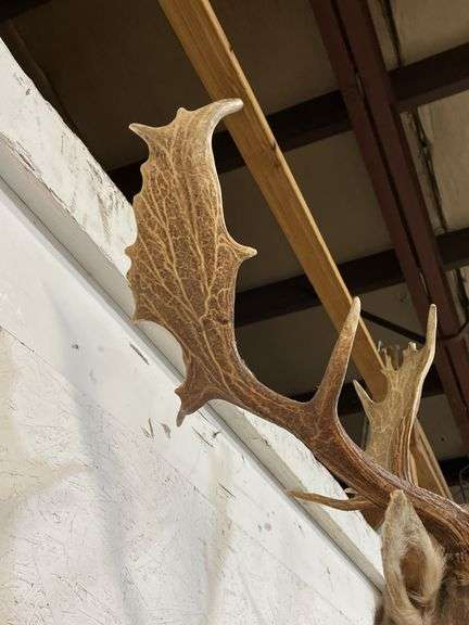 Fallow deer mount from South Africa, 23"W rack - Albrecht Auction Service