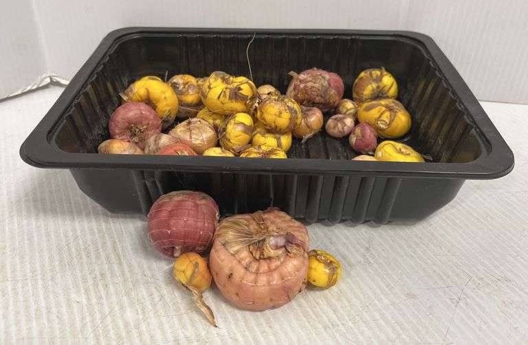 (40) Gladiolus bulbs, mostly pinks and maroon, plant after the middle ...