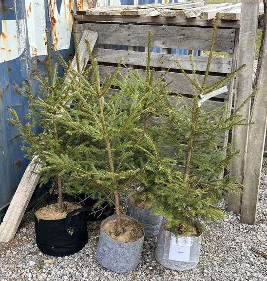 (5) Norway Spruce, 4'H, biodegradable pots, state inspected; Albrecht ...