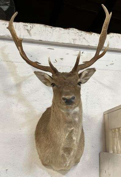 Fallow deer mount from South Africa, 23"W rack - Albrecht Auction Service