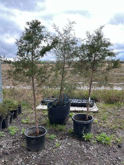 (3) Red Cedar Trees, these are deer resistant and will make a great ...