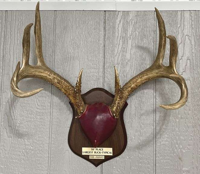 1st Place 10-Point typical buck mount with certificate score of 162 6/8 ...