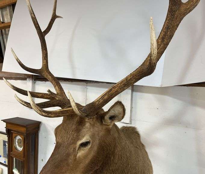 6x6 Elk wall mount, good, ears need restitched (easy fix), spread- 41"W ...