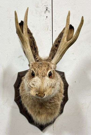 4-Point Jackalope on a plaque, 4 1/2" spread, very good - Albrecht ...