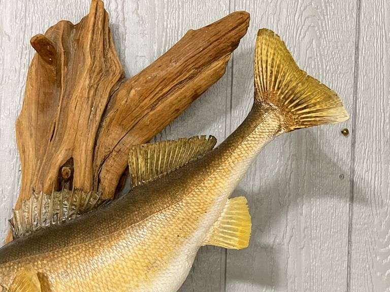 Walleye mount, 29 1/2"L, couple of broken fins, driftwood back ...