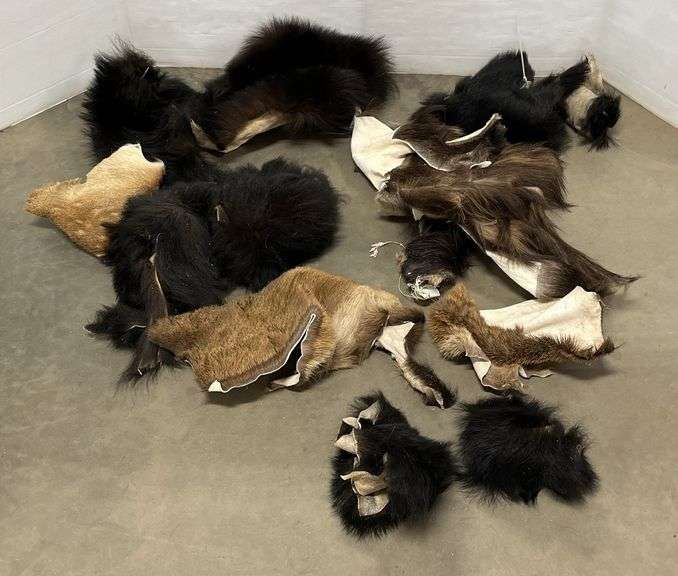 Box of craft tanned skins: Black bear, Tahr, and Fallow deer, good ...