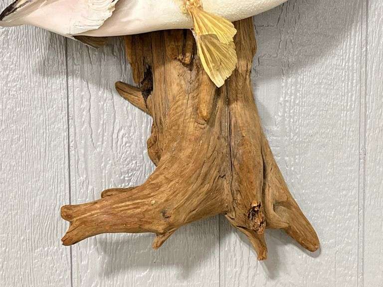 Walleye mount, 29 1/2"L, couple of broken fins, driftwood back ...