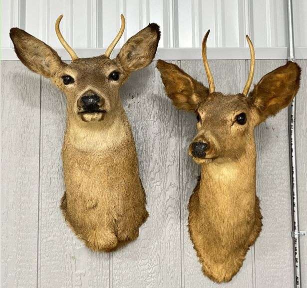 (2) Deer head spike mounts, older taxidermy, believed to be blacktail ...