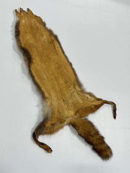 Fox hide, 45"L, great - Albrecht Auction Service