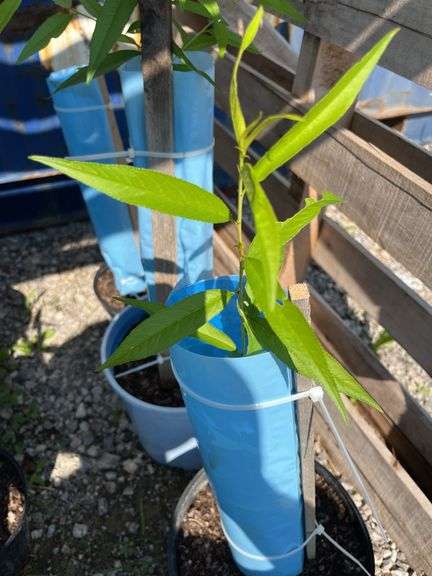 (3) Peach trees from Red Haven freestone peaches, with growing tubes ...