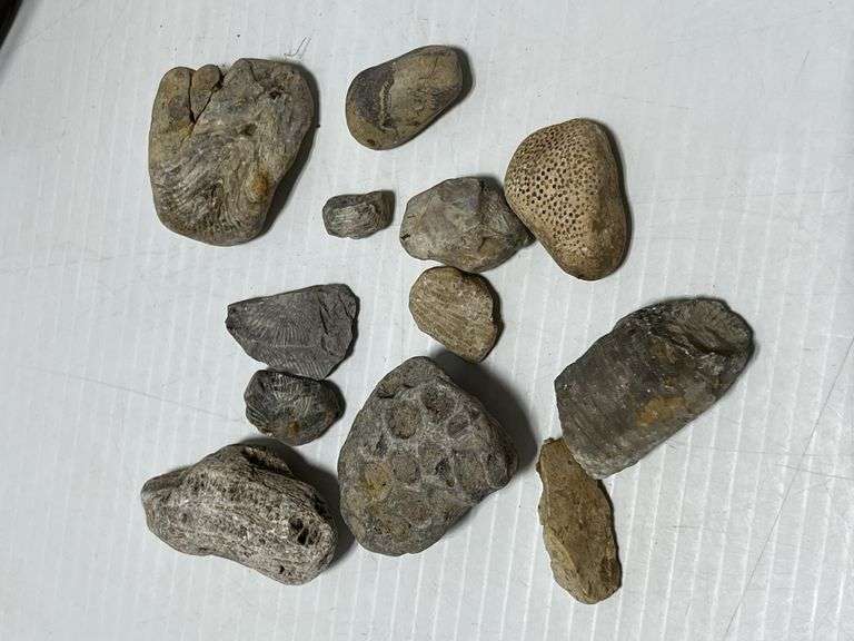 Small bowl of fossil rocks, includes: (2) Petoskey, several interesting ...