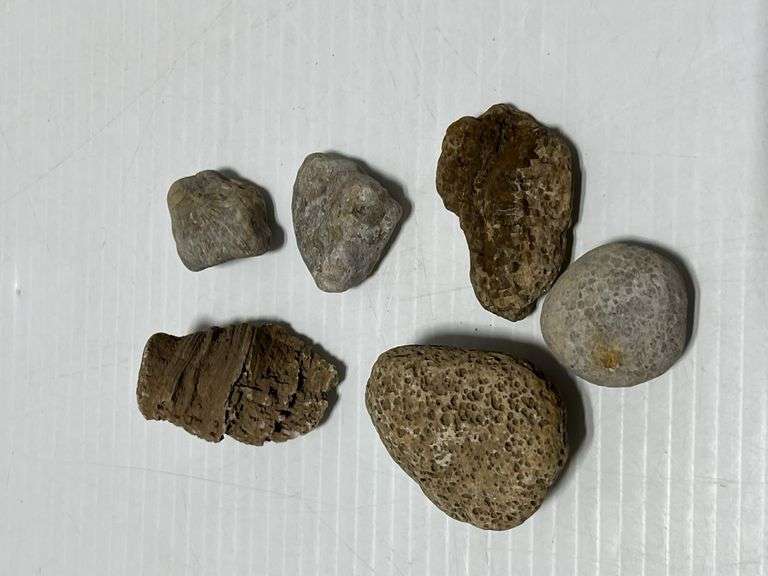 Small bowl of fossil rocks, includes: (2) Petoskey, several interesting ...