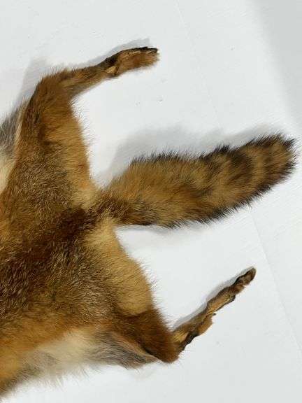 Fox hide, 45"L, great - Albrecht Auction Service