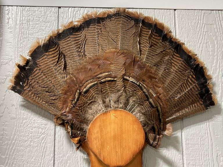 Older turkey mount, unique display of feathers, feet, and beard, fan ...