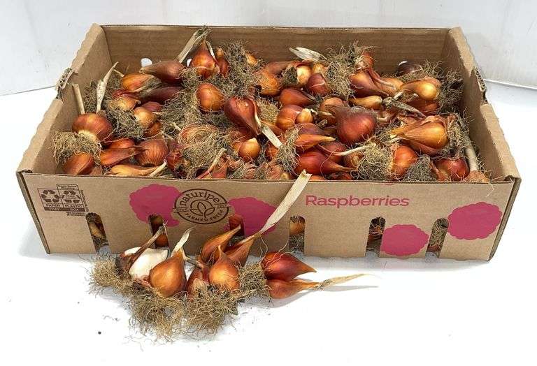 Over (50) Tulip bulb clusters, from fall 2024 first planting, these are ...