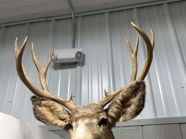 Taxidermy deer mount, 10-Point, 25 1/2" spread, overall- 45"H, very ...