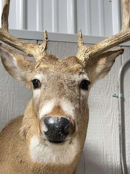 Big 9-point shoulder mount whitetail, 17 3/4"W, excellent - Albrecht ...