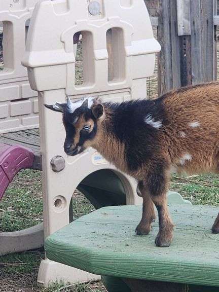 10-Week Old Nigerian Dwarf Buckling Goat, Very Friendly, Beautiful Eyes ...