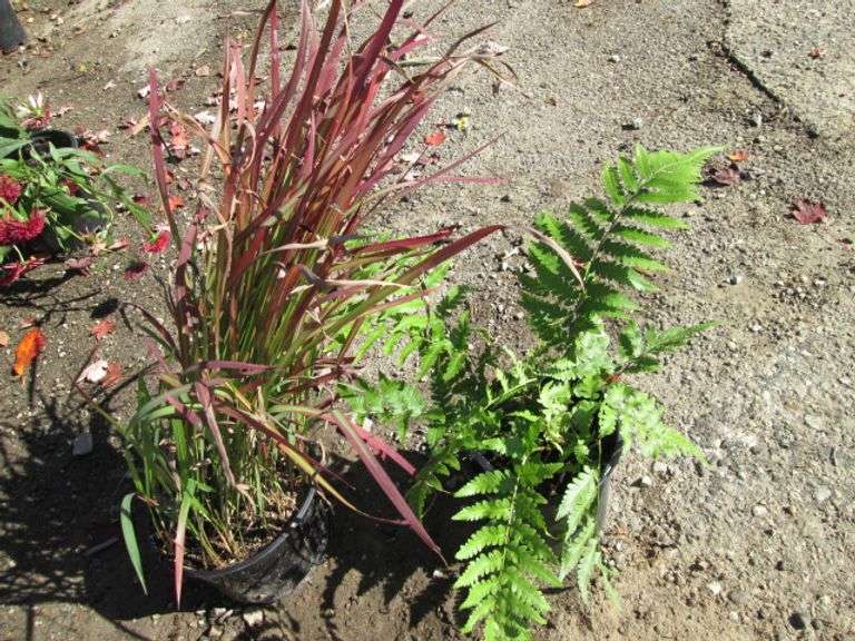 1 Casa Flora Dixie Wood Fern & 1 Perennial Red Baron Japanese Blood ...