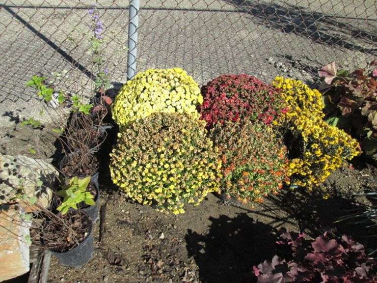Assorted Mums & More - Auction Ohio