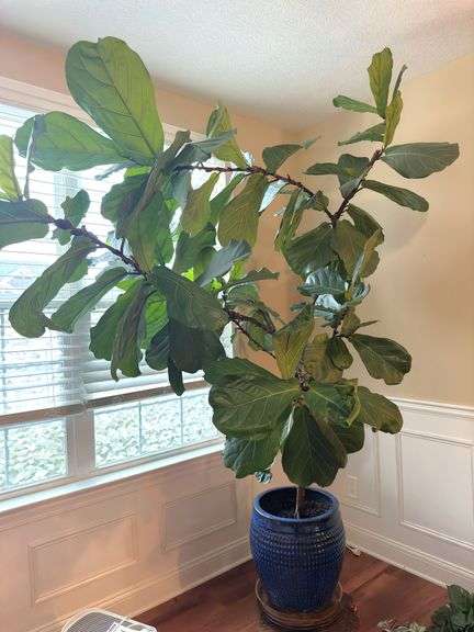 HUGE fiddle leaf fig plant/tree- 9.5 feet tall!! - Auction Ohio