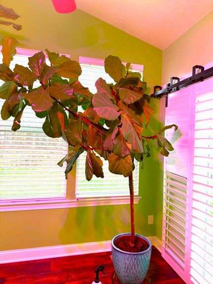 HUGE fiddle leaf fig tree/plant - Auction Ohio