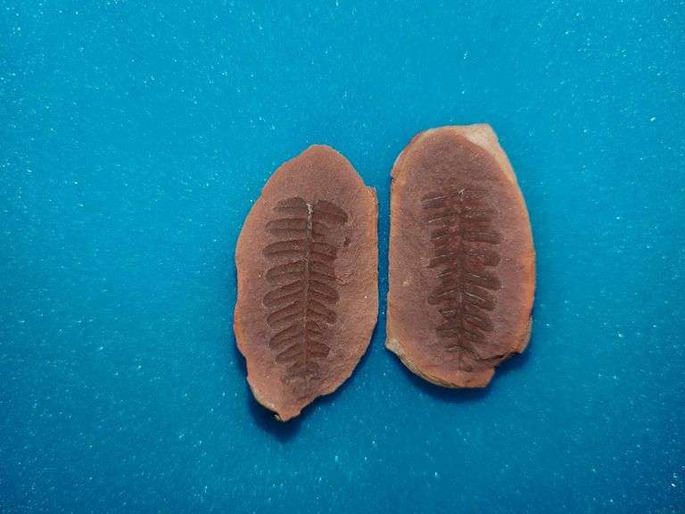 Fossil specimens - Auction Ohio