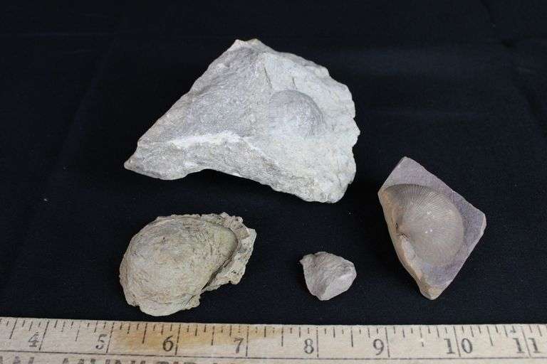 Fossil Shells, 1 lb 4 oz - Auction Ohio