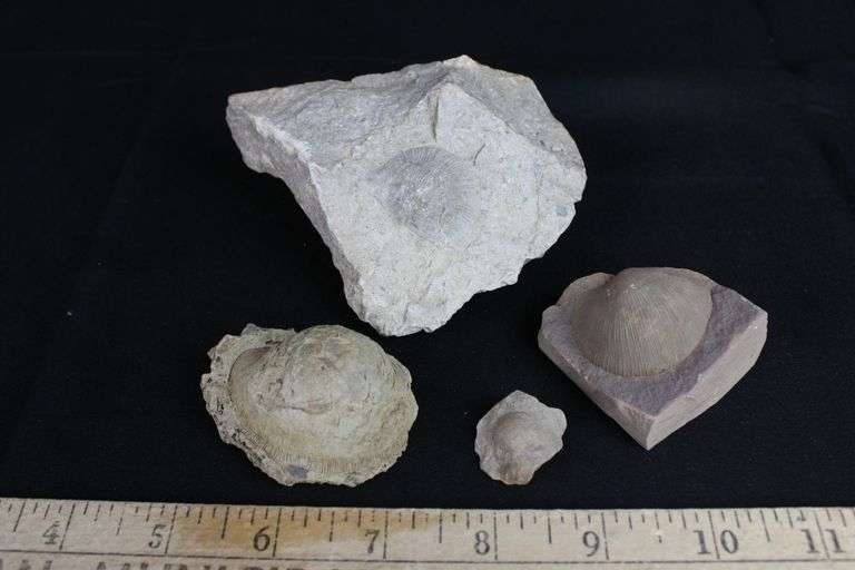 Fossil Shells, 1 lb 4 oz - Auction Ohio