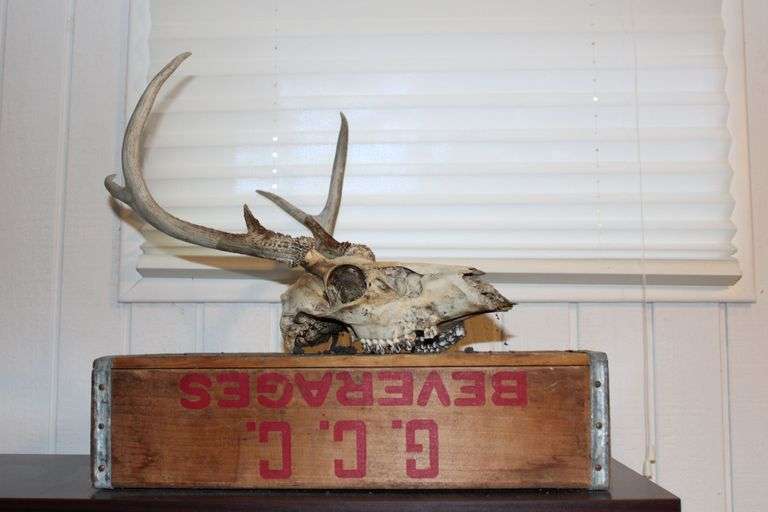 Antler Deer Skull & Crate - Auction Ohio